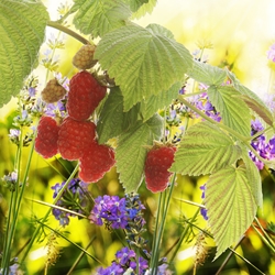 Perfumers Apprentice - Berryflor® (Givaudan)