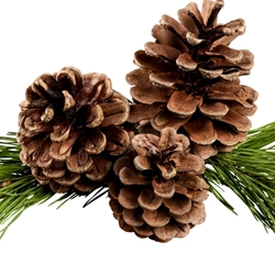 Perfumers Apprentice - Koavone® (IFF)