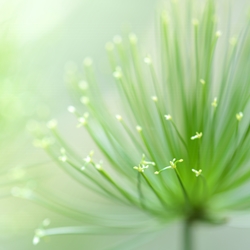 Perfumers Apprentice - Cypriol Heart (Natural)