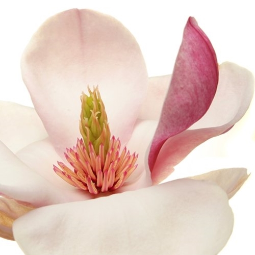 Perfumers Apprentice - Methyl Dihydro Jasmonate HC