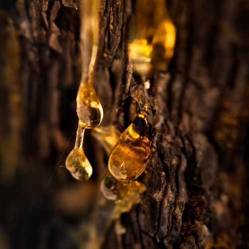 Perfumers Apprentice - Bornafix (IFF)