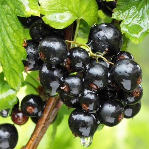 Perfumers Apprentice - Buccoxime Crystals (Symrise)