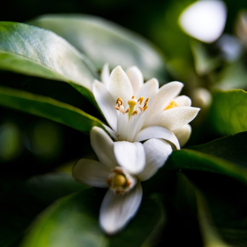 Perfumers Apprentice - Orange Flower (Absolute) Pure