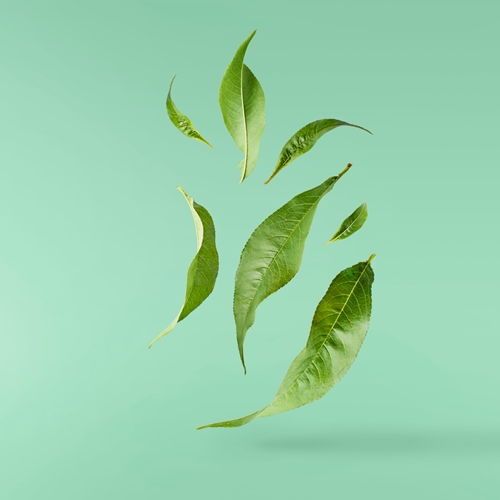 Perfumers Apprentice - Theaspirane