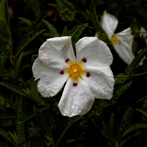Perfumers Apprentice - Labdanum Absolute