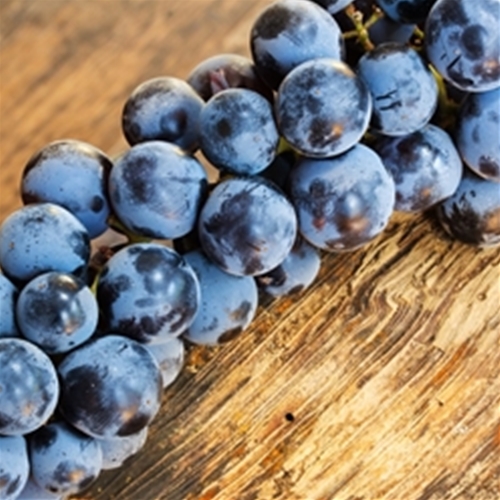 Perfumers Apprentice - Methyl Anthranilate - Natural (50% in TEC)