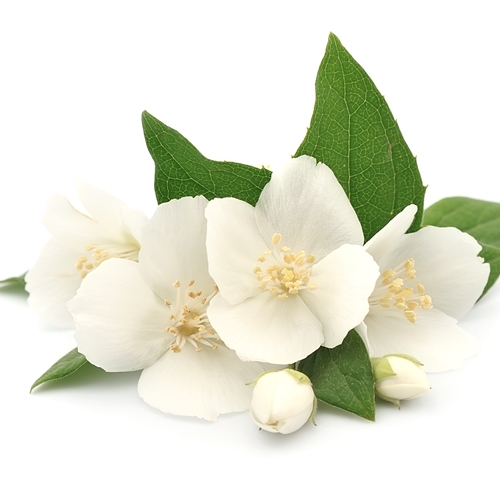 Perfumers Apprentice - Benzyl Acetate