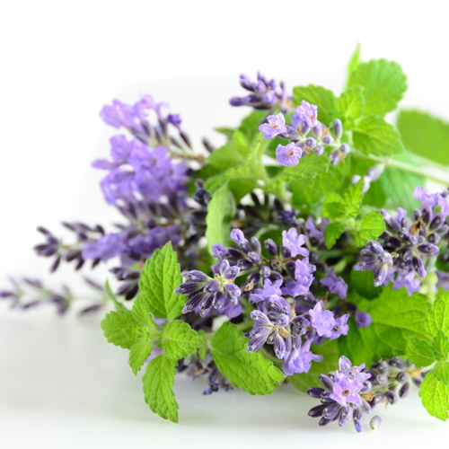 Perfumers Apprentice - Borneol crystals