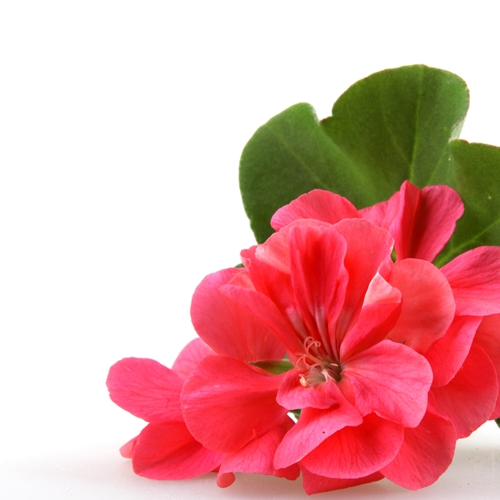 Perfumers Apprentice - Citronellyl acetate