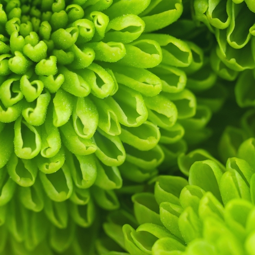 Perfumers Apprentice - Cyclamen Aldehyde