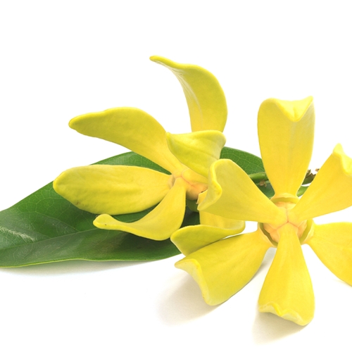 Perfumers Apprentice - Cyclopidene