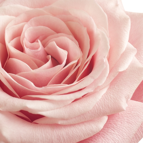 Perfumers Apprentice - Dimethyl Benzyl Carbinyl Acetate