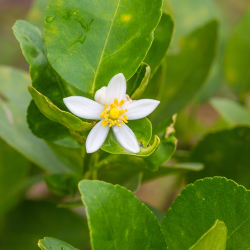 Kaffir Lime Flower