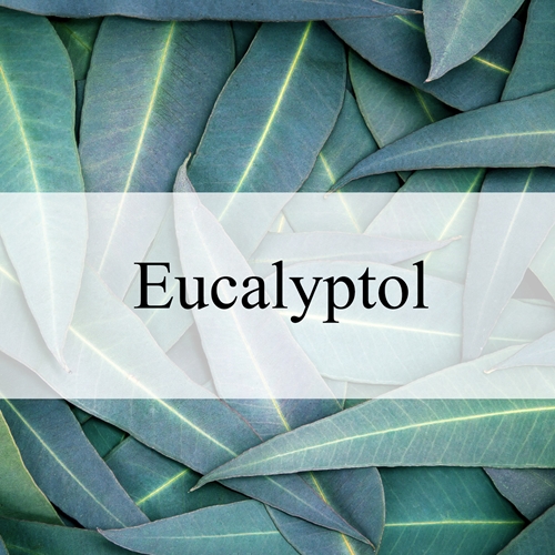 Perfumers Apprentice - Eucalyptol (Natural)