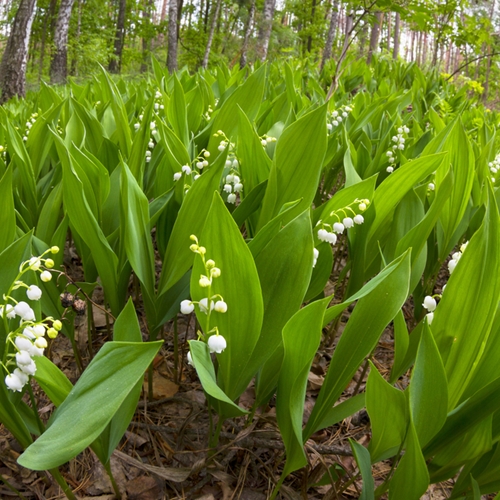 Perfumers Apprentice - Florhydral® (Givaudan)