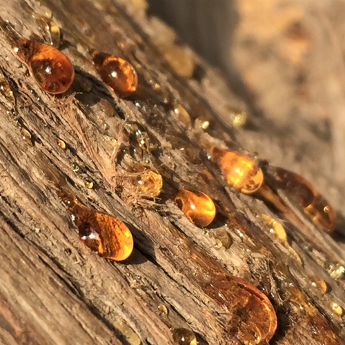 Perfumers Apprentice - Karanal (Givaudan)