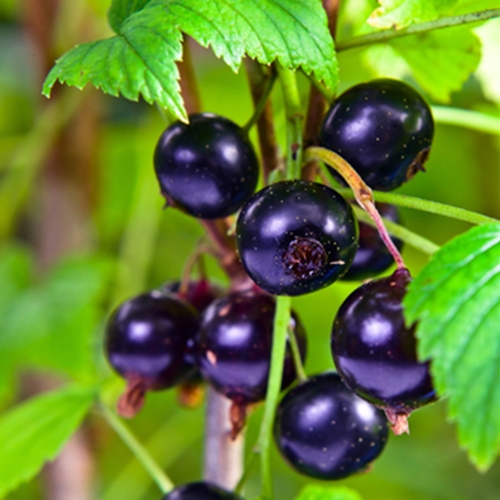 Perfumers Apprentice - Labienoxime 10% in IPM/TEC (Givaudan)