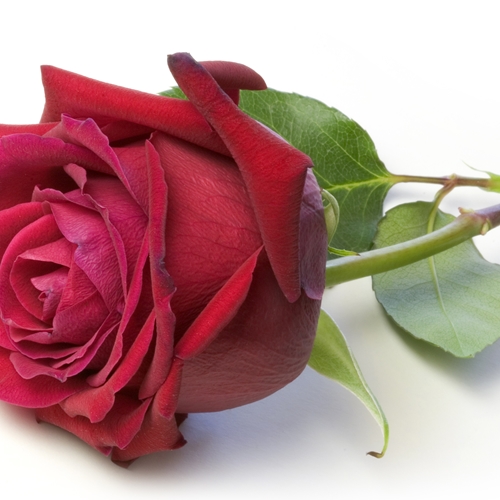 Perfumers Apprentice - Phenethyl acetate a.k.a Phenyl Ethyl Acetate