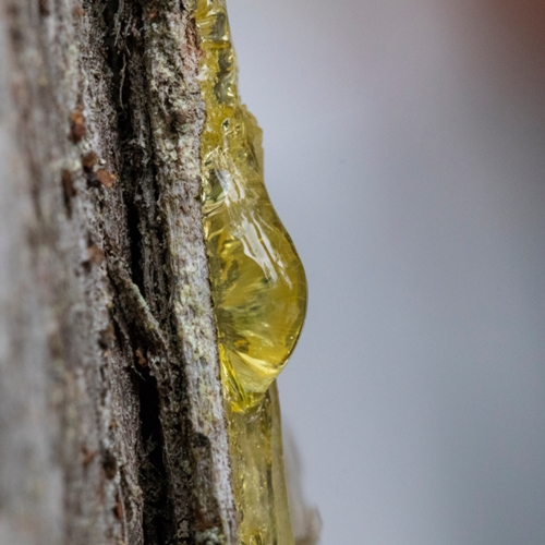 Perfumers Apprentice - Phenyl Acetaldehyde 50%