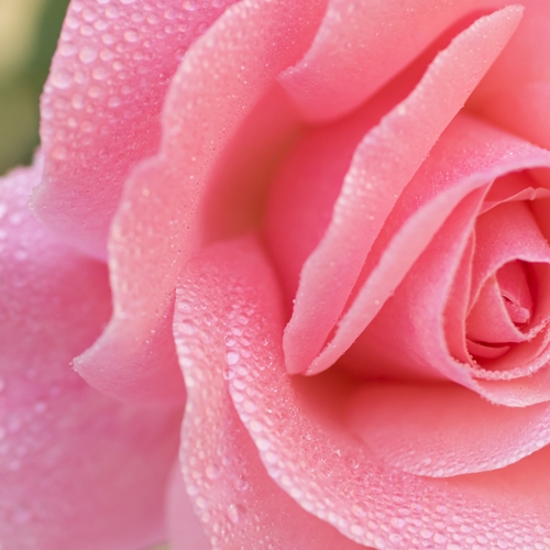 Perfumers Apprentice - Rosalva (IFF)