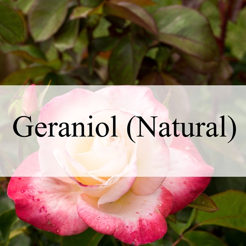 Perfumers Apprentice - Geraniol (Natural)