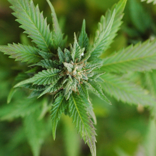 Perfumers Apprentice - Mary Jane Flavor