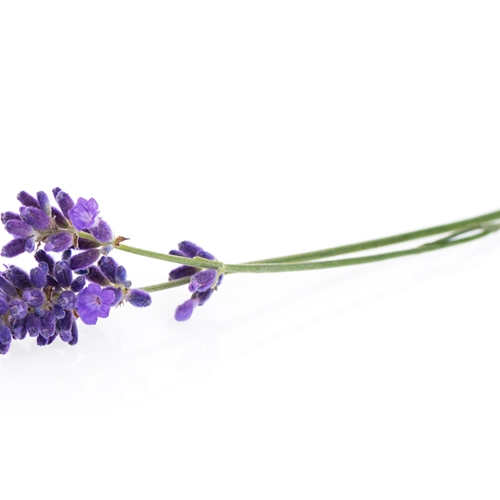 Perfumers Apprentice - Lavender (France) 40/42