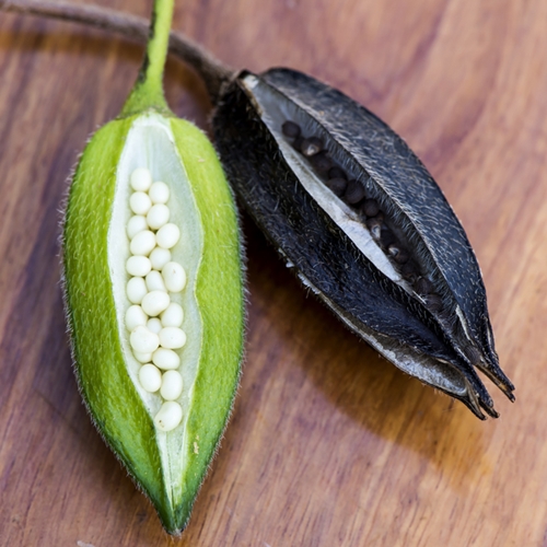 Perfumers Apprentice - Helvetolide® (Firmenich)