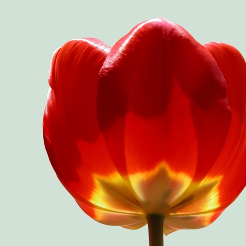 Perfumers Apprentice - Tulip - Key Accord