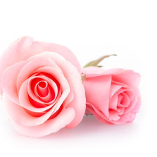 Perfumers Apprentice - Rose Oil, Bulgarian P&N