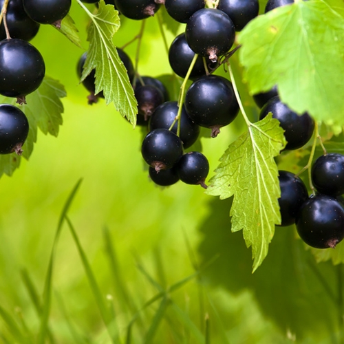 Perfumers Apprentice - Cassiffix® (IFF)