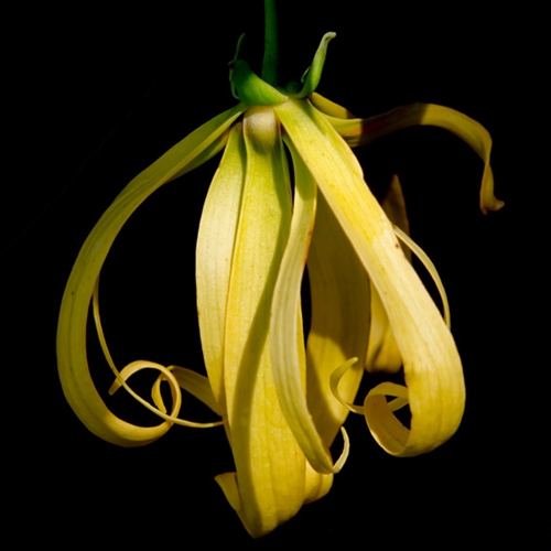 Perfumers Apprentice - Lisylang (Natural)