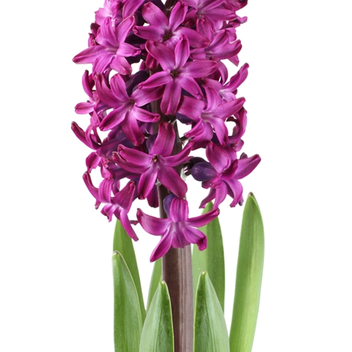 Perfumers Apprentice - Hydratropic Aldehyde Dimethyl Acetal