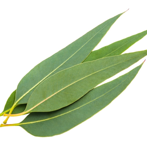 Perfumers Apprentice - Eucalyptus Blue Mallee
