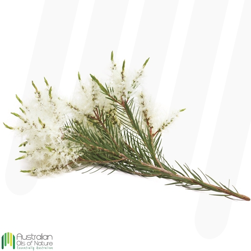 Perfumers Apprentice - Tea Tree (Australia)