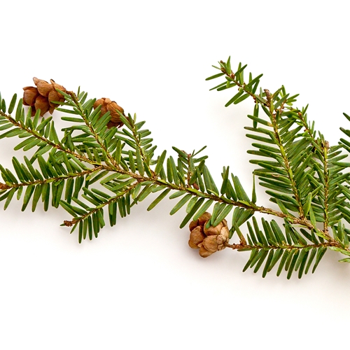 Perfumers Apprentice - Black Hemlock (Absolute)