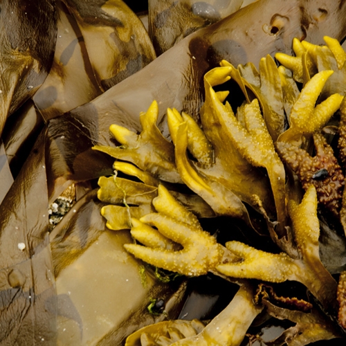 Perfumers Apprentice - Seaweed Absolute (50%)