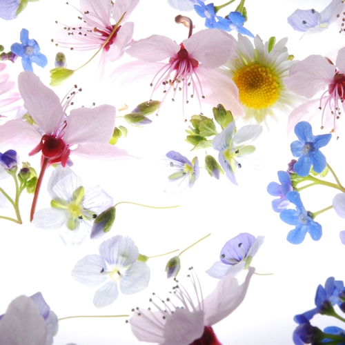 Perfumers Apprentice - Floral - Key Accord (Natural)