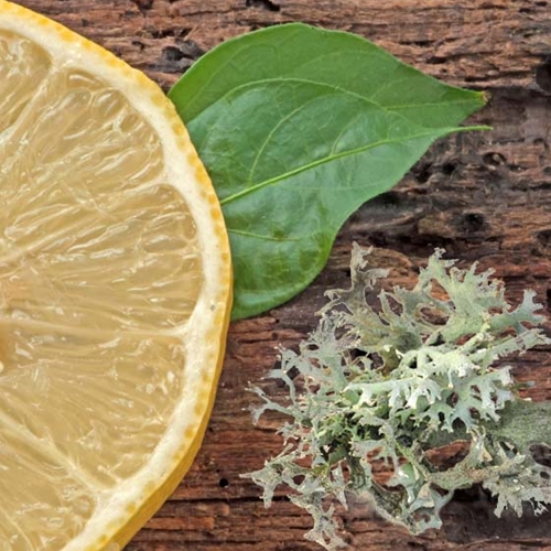 Perfumers Apprentice - Chypre - Key Accord (Natural)