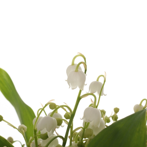 Perfumers Apprentice - Dupical (Givaudan)