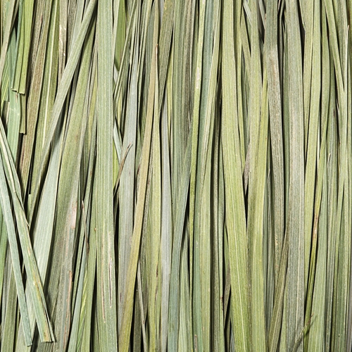 Perfumers Apprentice - Dry Grass Essence