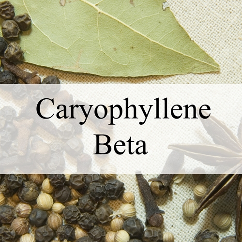 Perfumers Apprentice - Caryophyllene Beta (Natural)