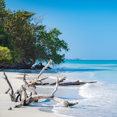 Perfumers Apprentice - Pino Acetaldehyde (IFF)