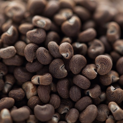 Perfumers Apprentice - Ambrettolide (Natural)