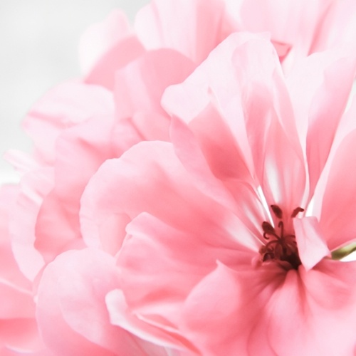 Perfumers Apprentice - Rosamusk BHT (IFF)