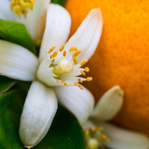 Perfumers Apprentice - Neroli - Tunisia (P&N)