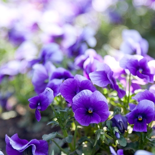 Perfumers Apprentice - Liffarome (IFF)