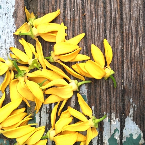 Perfumers Apprentice - Ylang Ylang (Extra) - Comoros