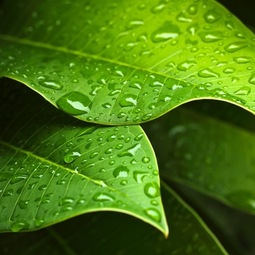 Perfumers Apprentice - Syvertal (IFF)