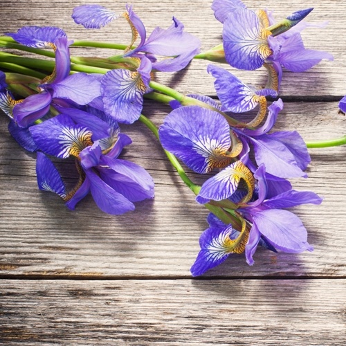 Perfumers Apprentice - Iralia® TOTAL (Firmenich)